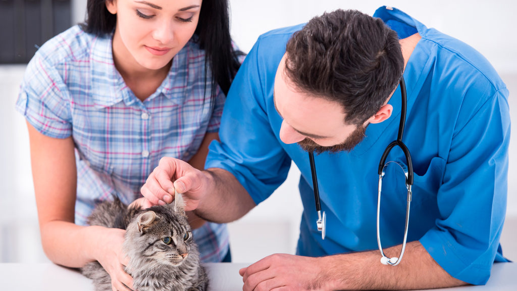 Home - HappyVetProject