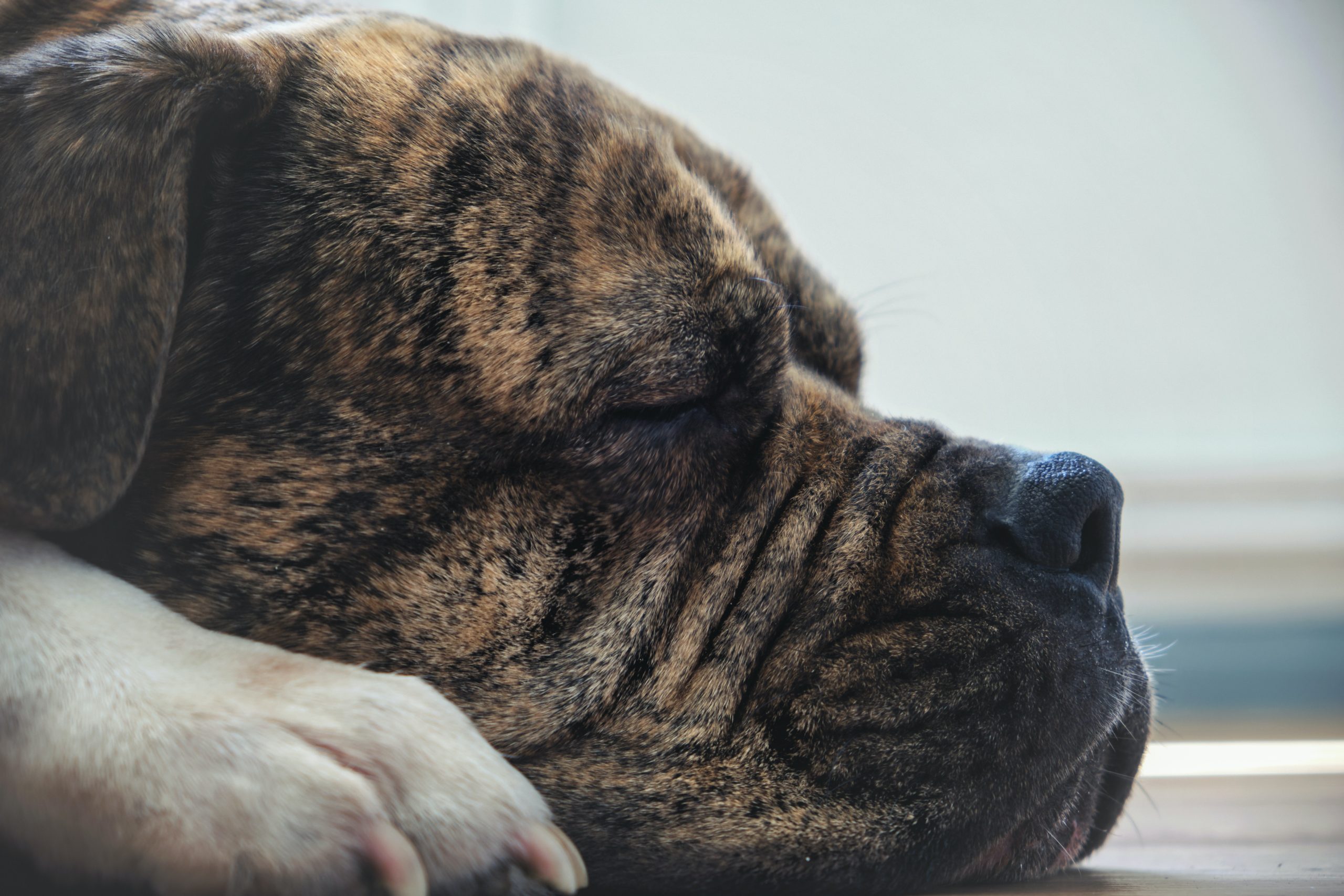 Coping with patient death and reducing Compassion Fatigue - HappyVetProject